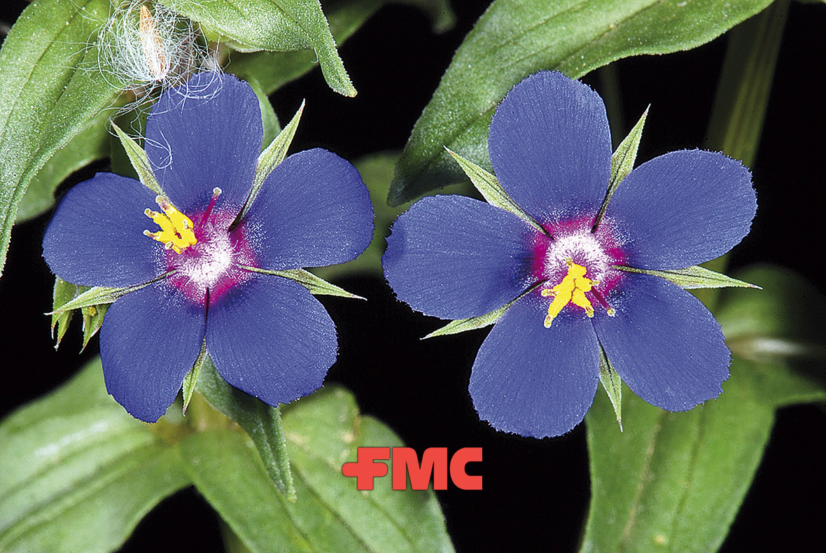 Anagallis arvensis | Guía de malas hierbas | FMC