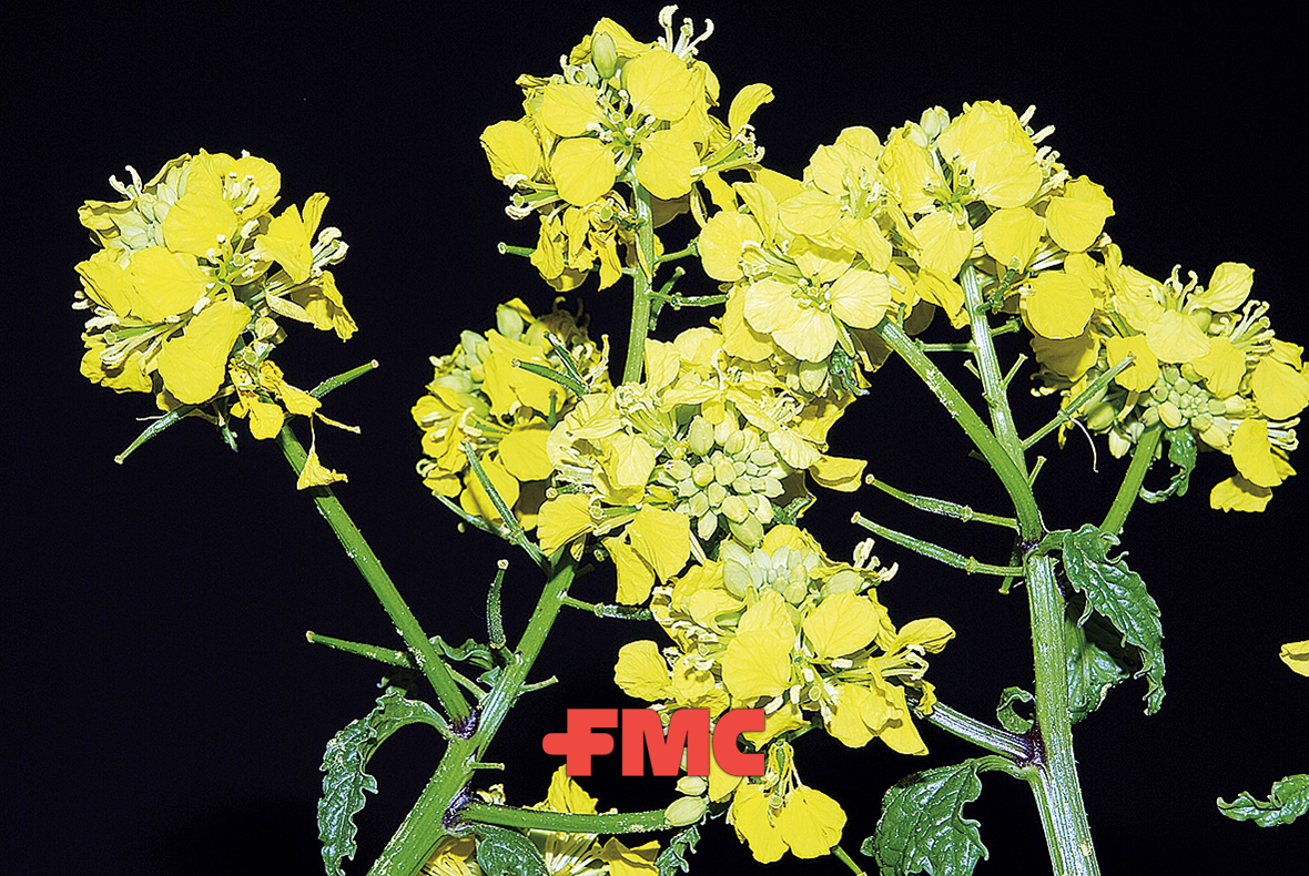 Sinapis arvensis | Guía de malas hierbas | FMC
