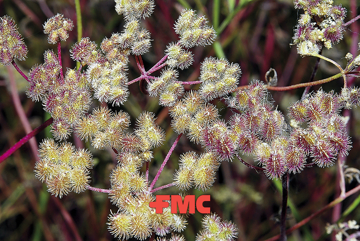Torilis arvensis | Guía de malas hierbas | FMC